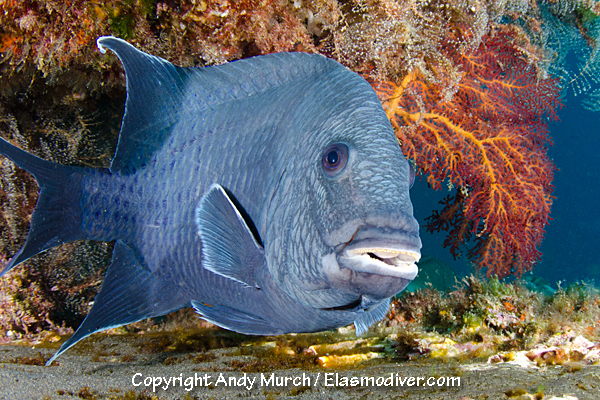 Giant Damselfish Pictures Images Of Microspathodon Dorsalis